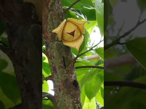 മുള്ളൻ ചക്കയുടെ പൂവ് കണ്ടിട്ടുണ്ടോ? ||Mullan Chakka flower || Soursop ...