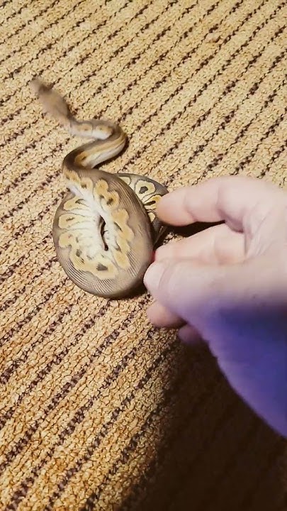 black pastel clown ball python combo. cool as 💩 - YouTube