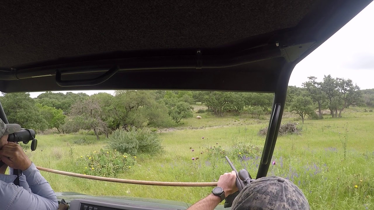 Jacob's 4 horn sheep hunt @ Bang Whitetail Ranch - YouTube