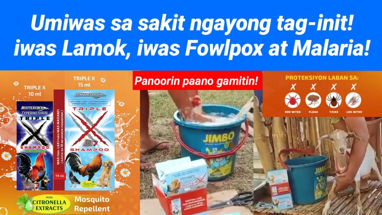 Umiwas sa sakit ngayong tag-init! iwas Lamok, iwas Fowlpox at Malaria ...