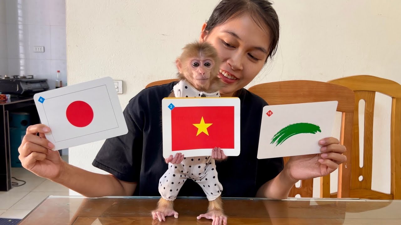 Mom teaches monkey Abi how to recognize national flags (part 1) - YouTube