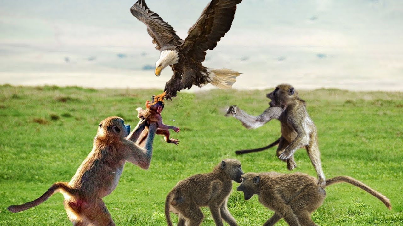 Unbelievable !! Mother Monkey Wildly Attacks Giant Eagle To Rescue Her ...
