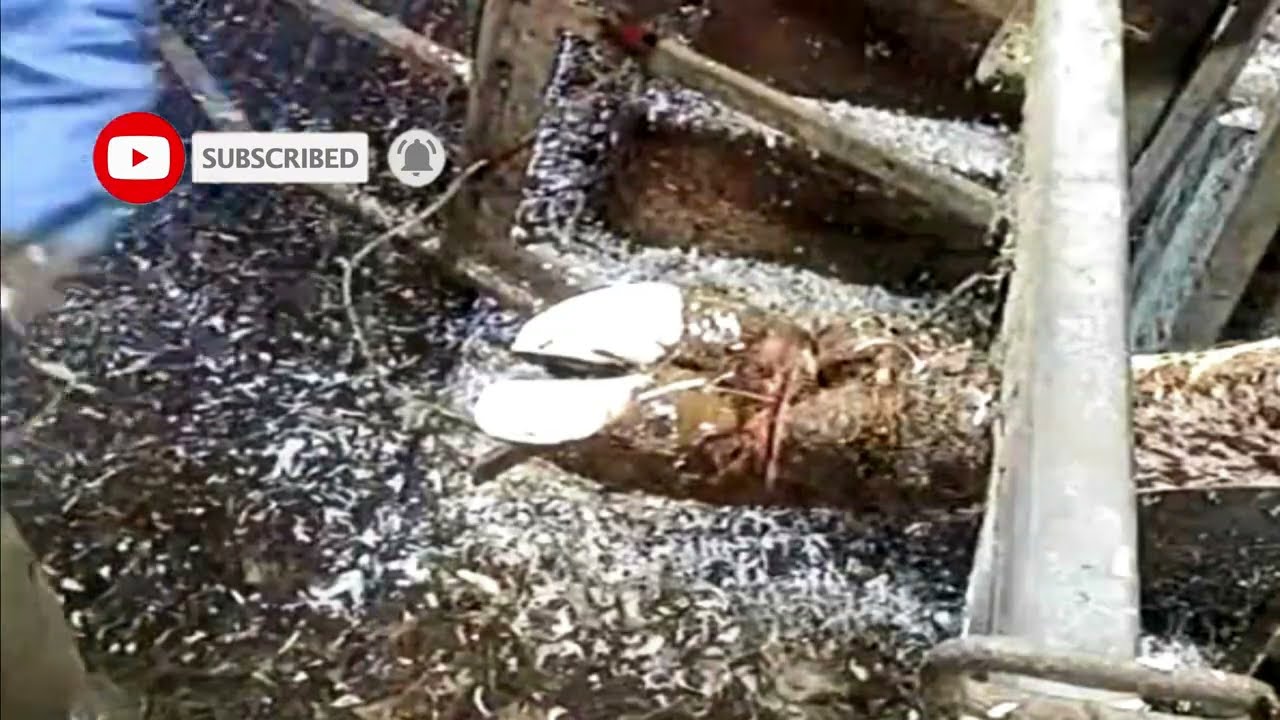 🐄COWS HOOF CLEANING COWS HOOVES RECOVERING🐄How to effectively control ...