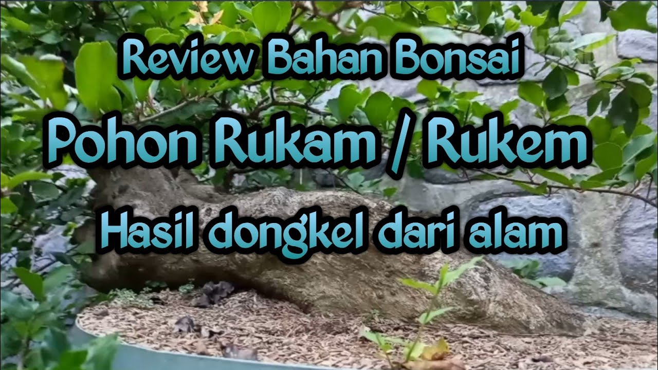 Review bahan bonsai rukam atau rukem hasil dongkel dari alam | Pendowo ...