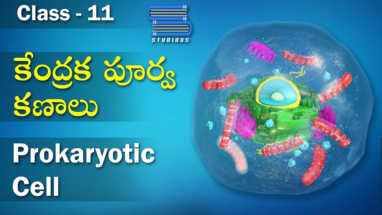 Prokaryotic Cells Biology 11 Telugu Class prokaryotic-cells-biology-11-telugu-class