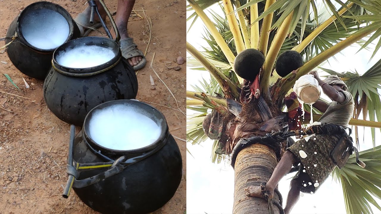 Toddy Palm Juice | Asian Palmyra Plam Juice Natural Alcohol | Plam Wine ...