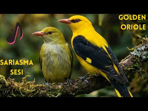 SARIASMA (SARISANDAL) KUŞU SESİ 🐦 | Golden Oriole Bird Sound & Song