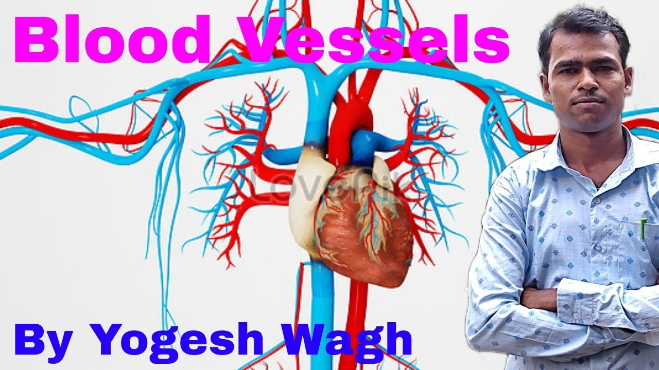 Description of Blood Vessels with whole type | By Yogesh Wagh | MRI ...