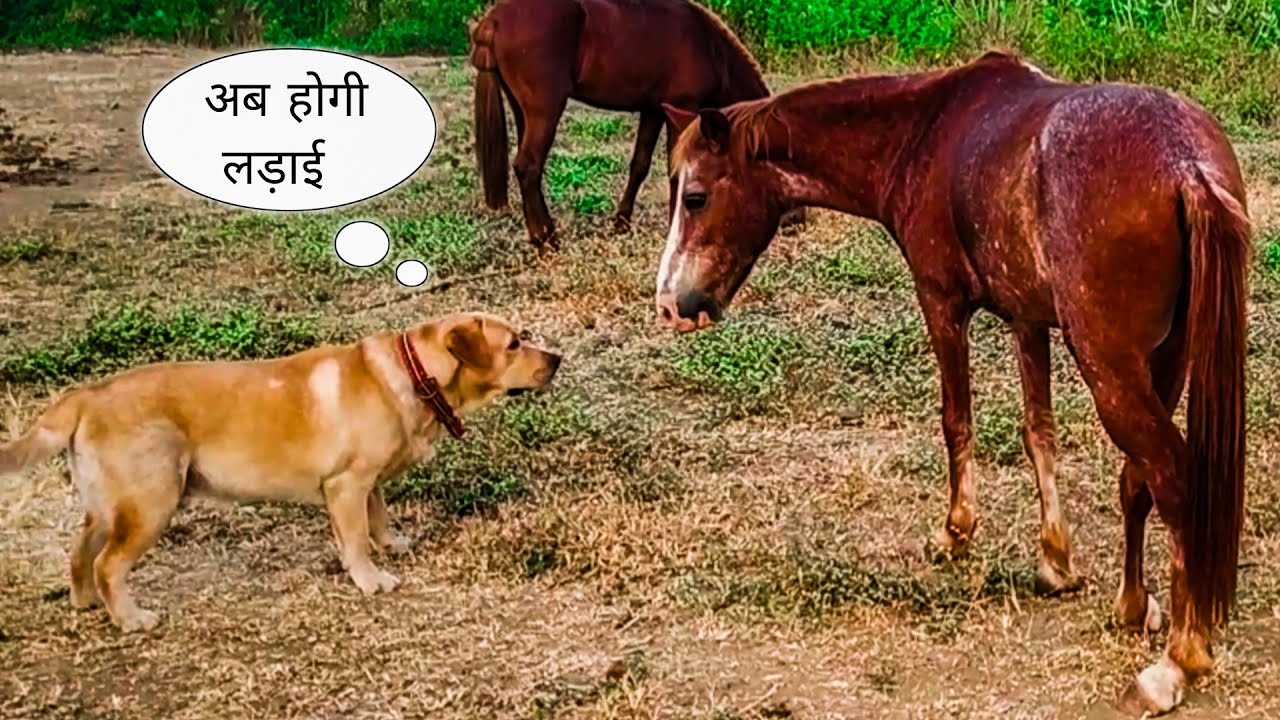 Simbhu Fun with Horse 😂 | cute Labrador dog | dog vloger | simbhu G ...
