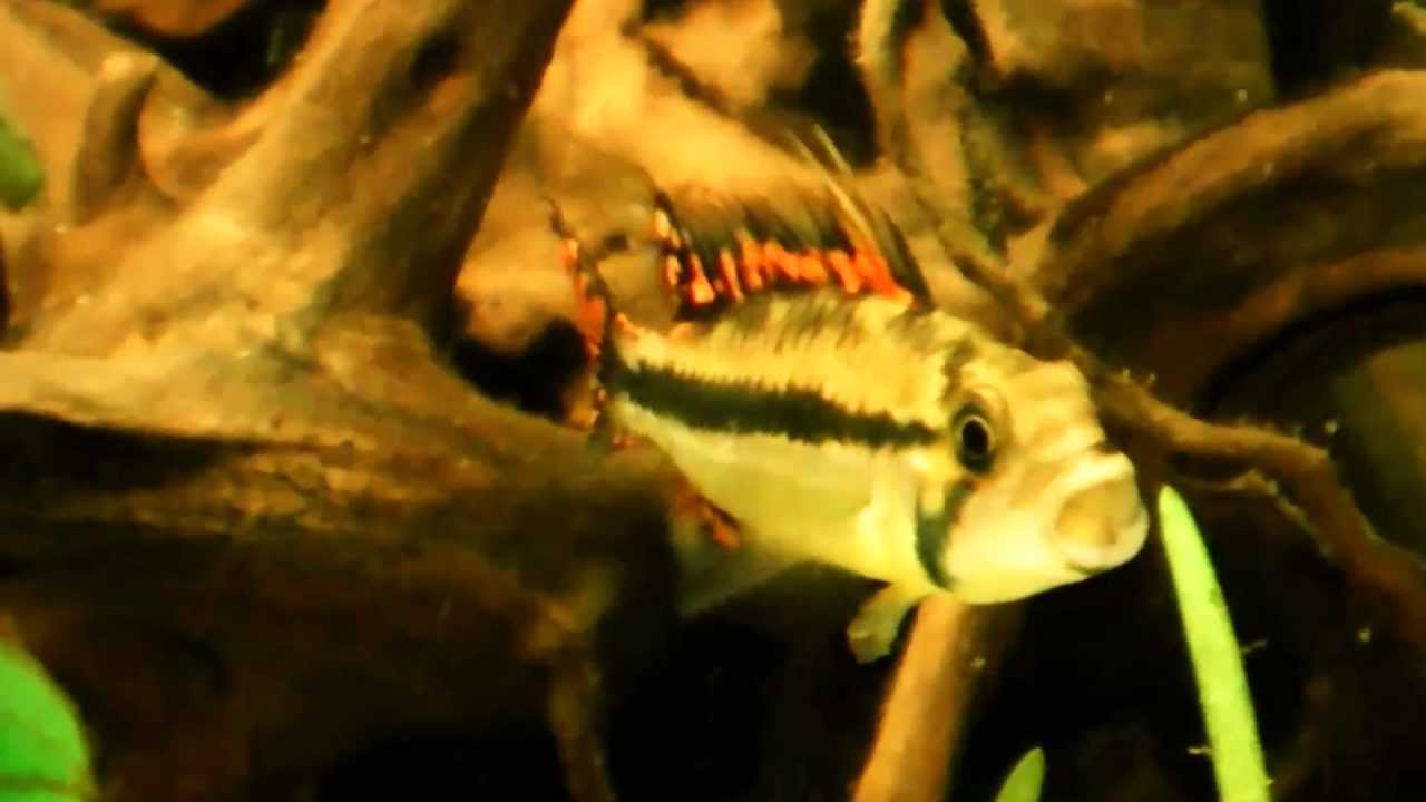 Apistogramma cacatuoides double red - cockatoo cichlid - YouTube