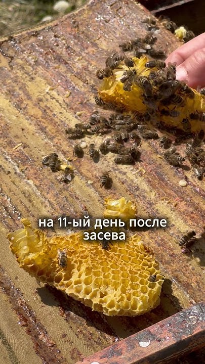 ЧТО ТАКОЕ ТРУТНЕВЫЙ ГОМОГЕНАТ #трутневыйгомогенат #apiary # ...