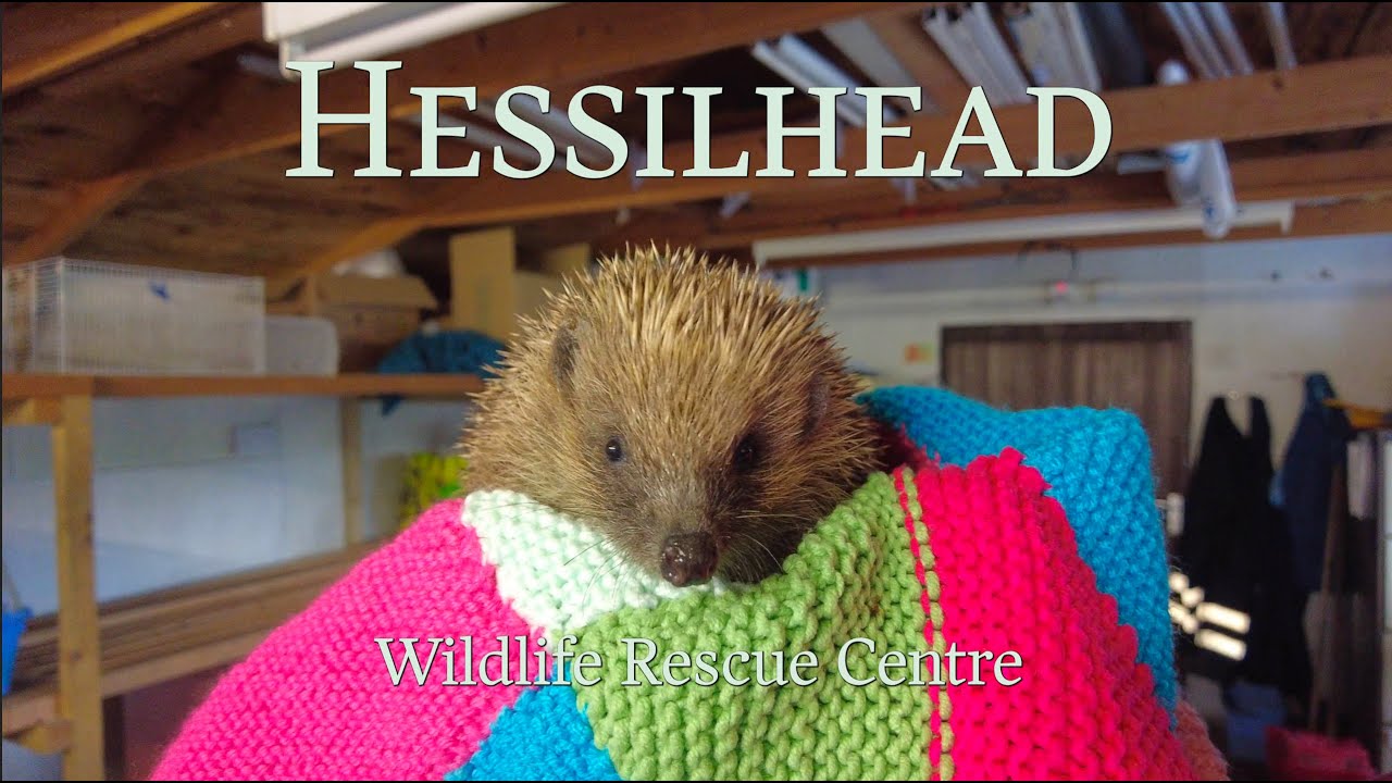 Hessilhead Wildlife Rescue, Scotland - YouTube