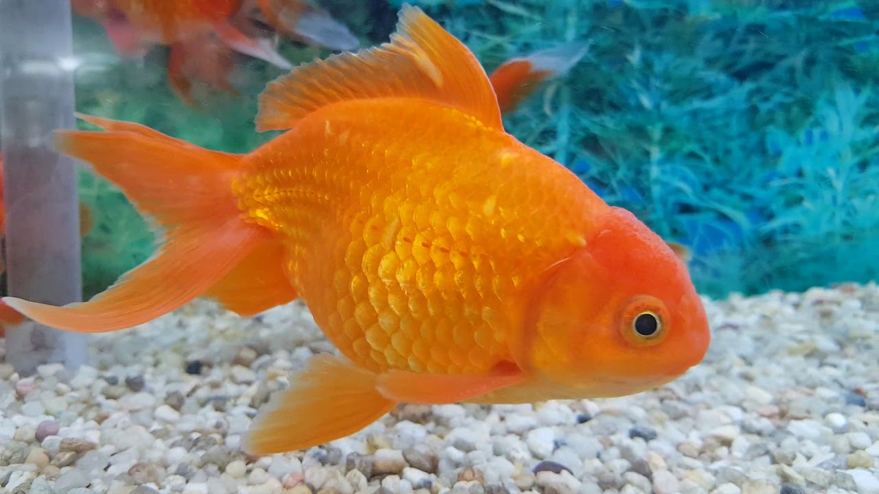 Beautiful GoldFish Aquarium Tank - YouTube