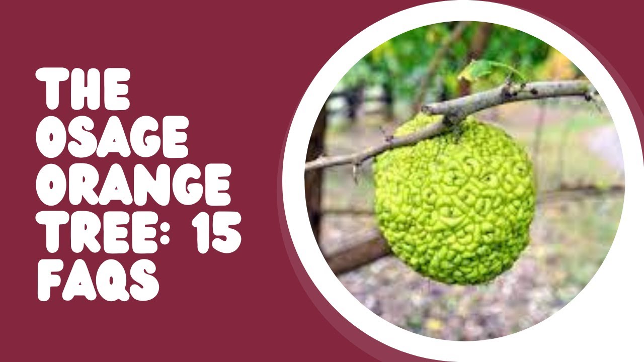 The Osage Orange Tree 15 FAQs Answered - YouTube