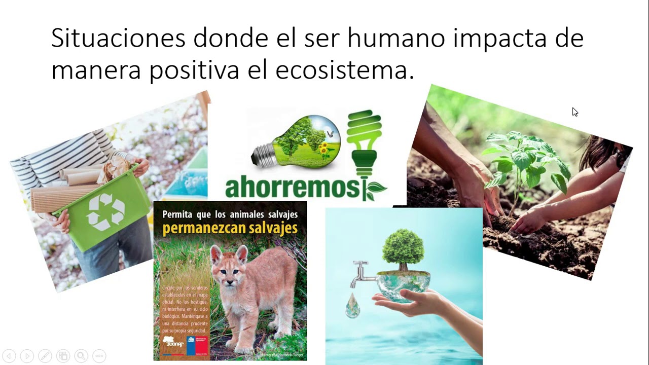 4 básico impacto positivo del ser humano en los ecosistemas - YouTube