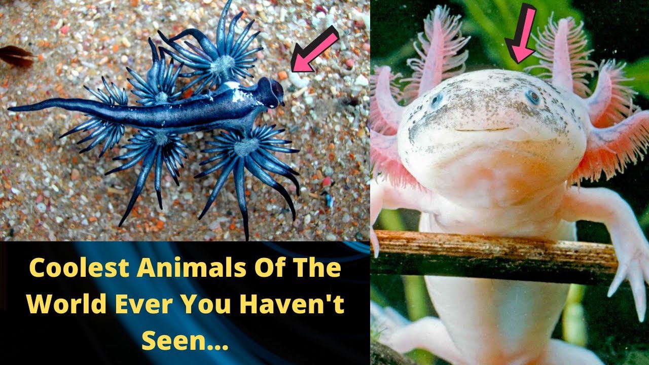 Coolest Animals Of The World Ever You Haven t Seen YouTube coolest-animals-of-the-world-ever-you-haven-t-seen-youtube