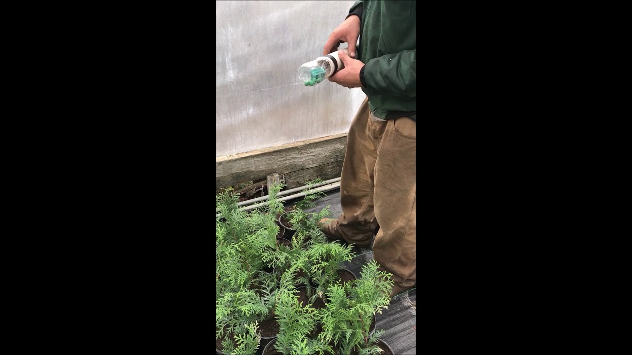 How we control Field Mice inside a greenhouse - YouTube
