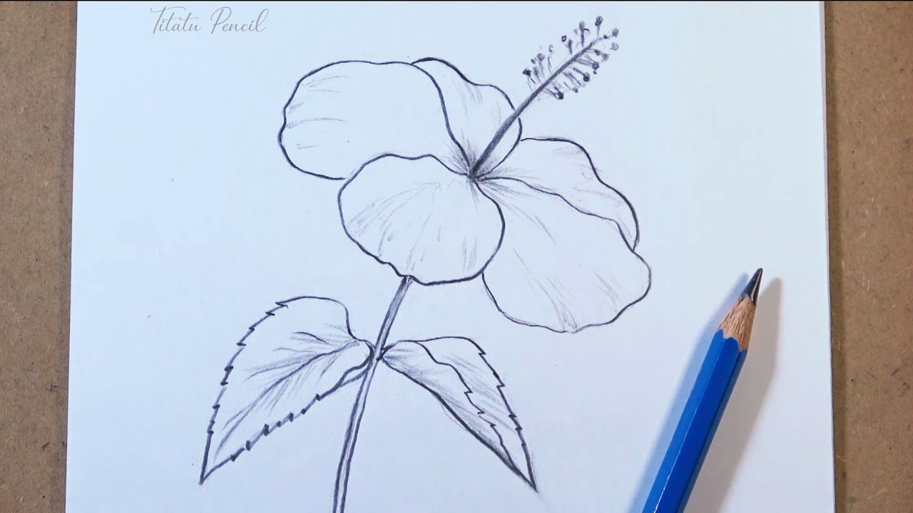 Easy To Draw Hawaiian Flowers How To Draw A Hibiscus Flower Step By