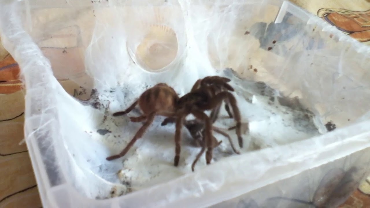 Breeding Holothele incei - YouTube