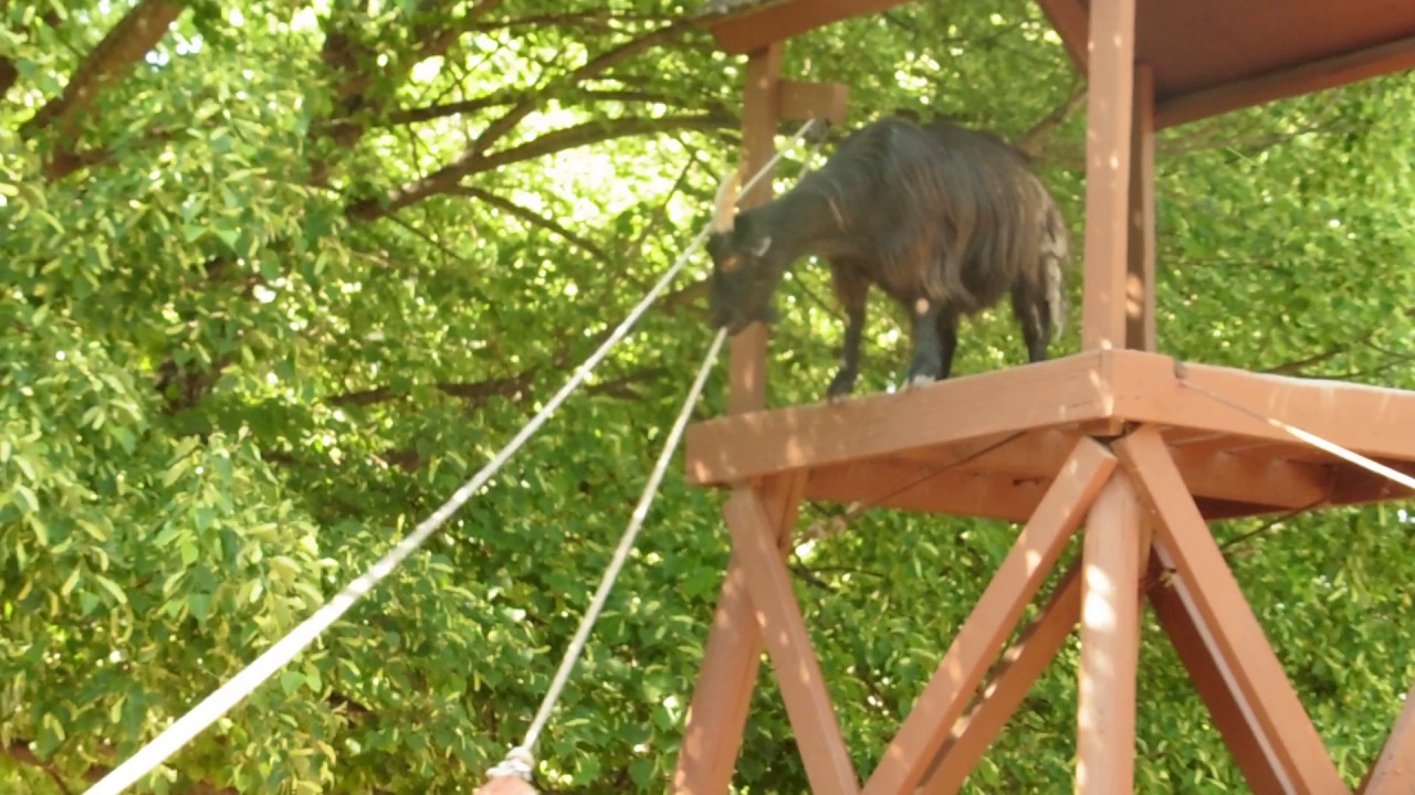 Goat Trick - YouTube