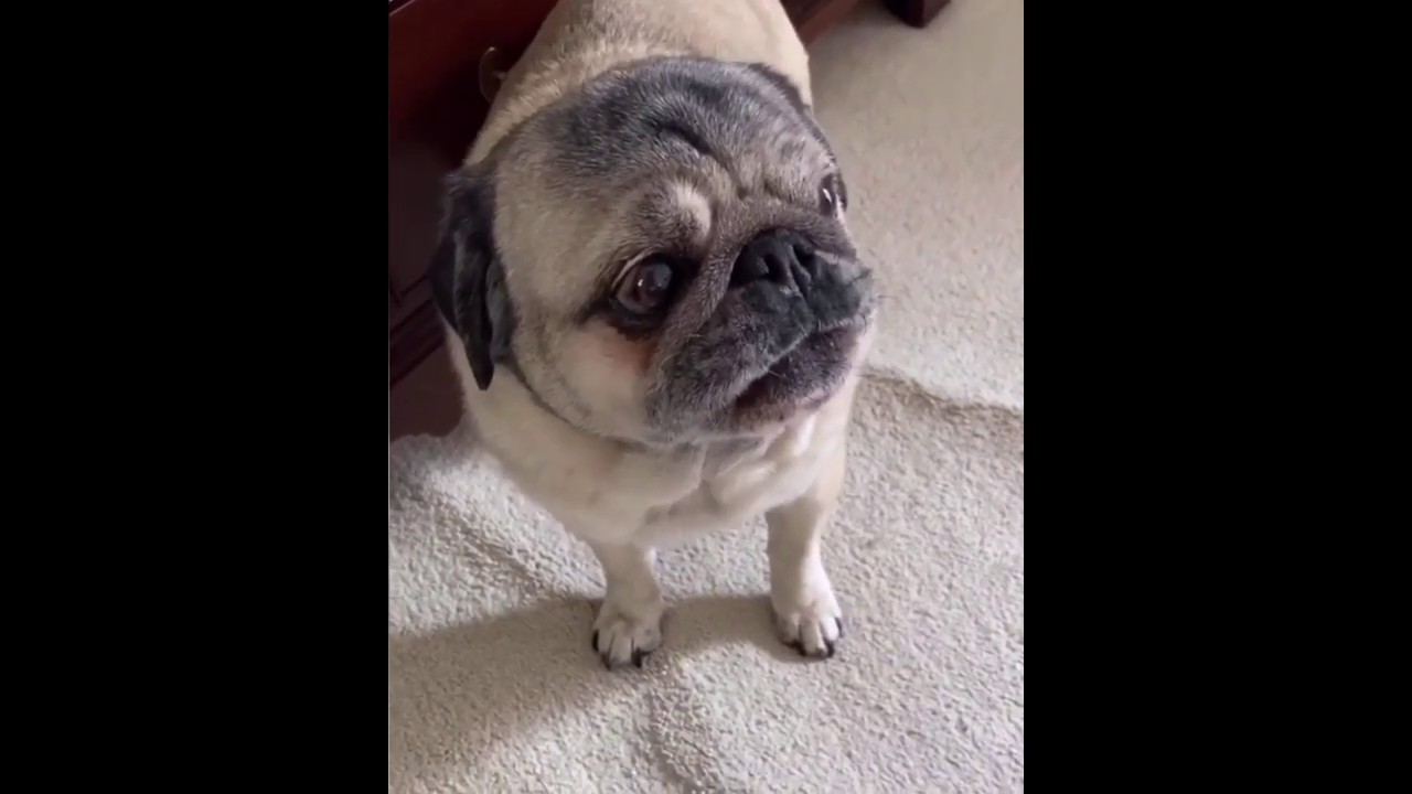 Funny Cat & Dog Vines compilation 2020 Part #3 Funny ANIMALS - YouTube