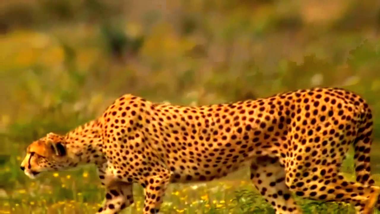 Animals Documentary - ¡¡Africa Animals eXtreme!! - WILD National ...