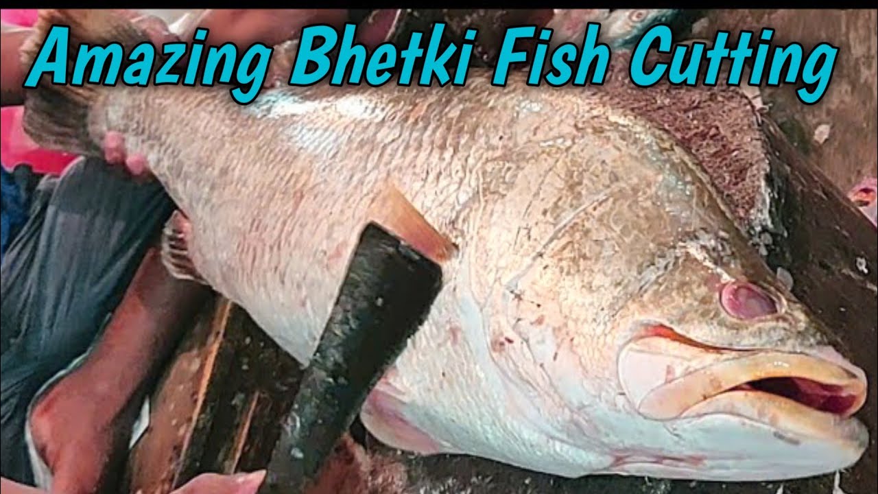 Amazing Huge Bhetki Fish Cutting Live In Fish Market | 20 kg giant ...