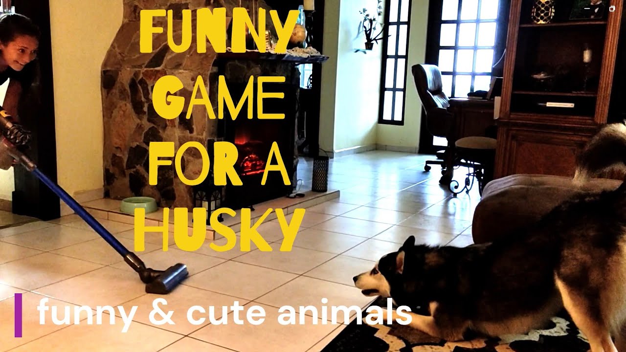 FUNNY GAME FOR A HUSKY - [funny & cute animals] - YouTube