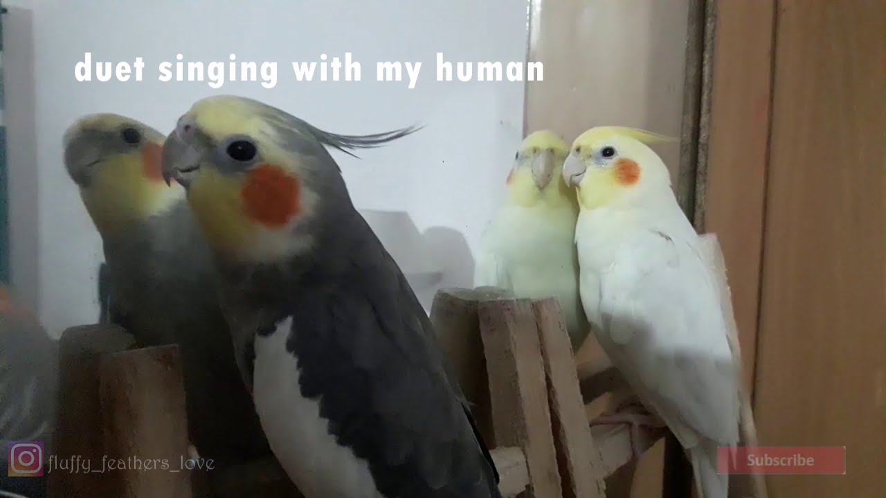 Leo the cockatiel whistle duet with his human #cockatiel # ...