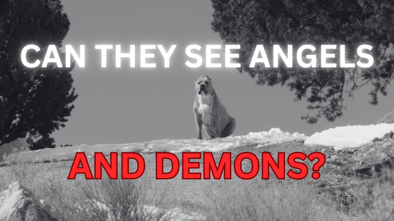 EP. 126|| DOGS AND DEMONS; CAN ANIMALS SENSE EVIL? - YouTube