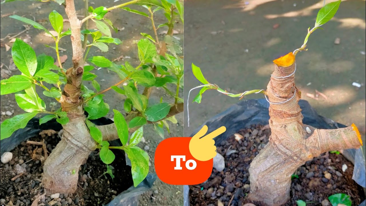 Saya Belajar Membuat Bonsai dari Pohon Loa (Ficus racemosa) - YouTube