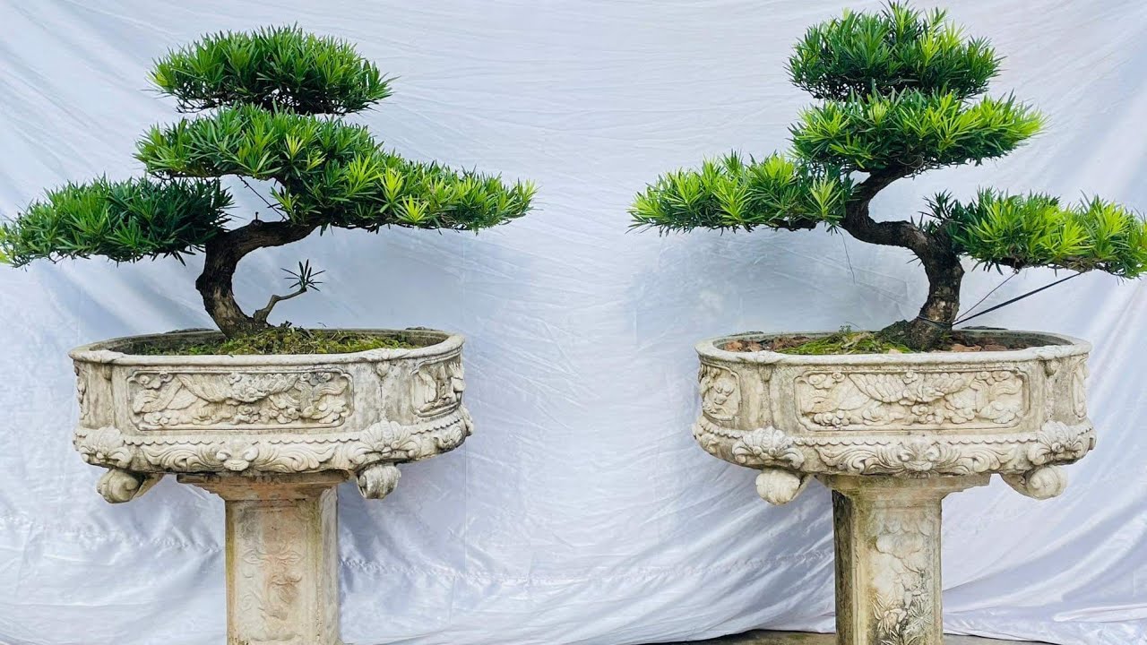 Đôi Tùng la hán dáng long | Tùng la hán bonsai | Đôi Long lùn | Tùng la ...