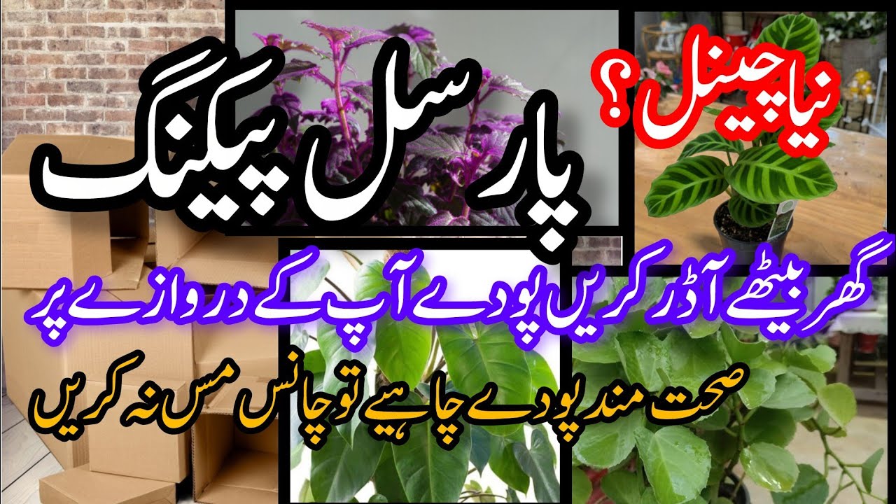 30+permanent plants grow from cuttings.Permenent plants parsels packing ...