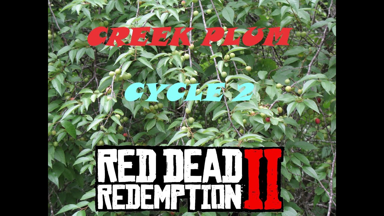 Red Dead Redemption Creek Plum Flower Locations (Cycle 2) - YouTube