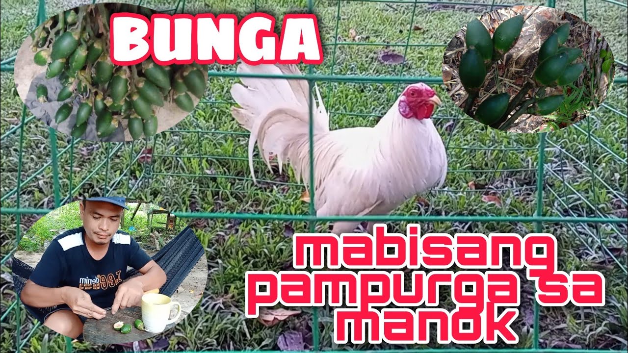 Bunga Native Na Pampurga Sa Manok Youtube