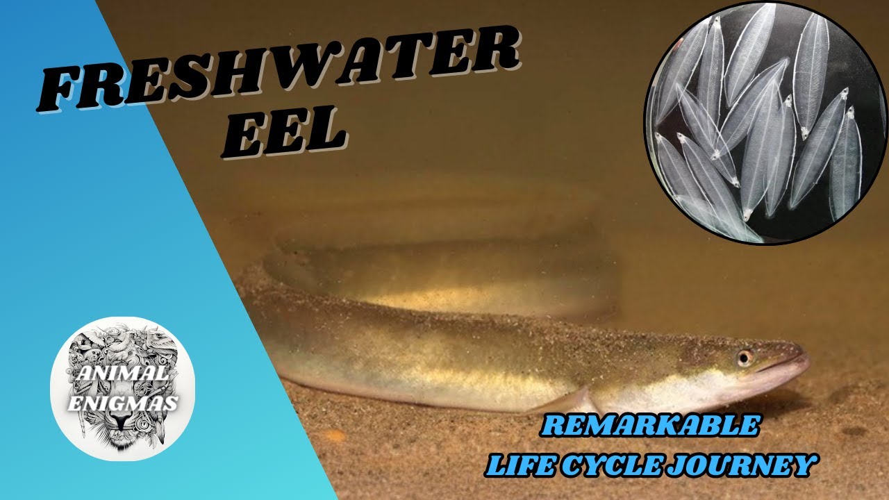 Freshwater Eel | Remarkable Life Cycle Journey | AnimalEnigmas - YouTube