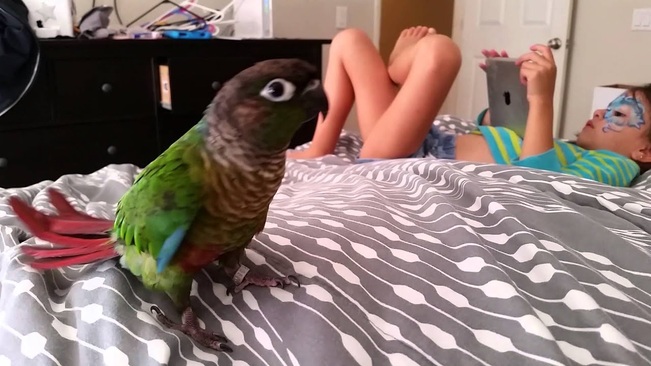 Green cheek conure attacks! - YouTube