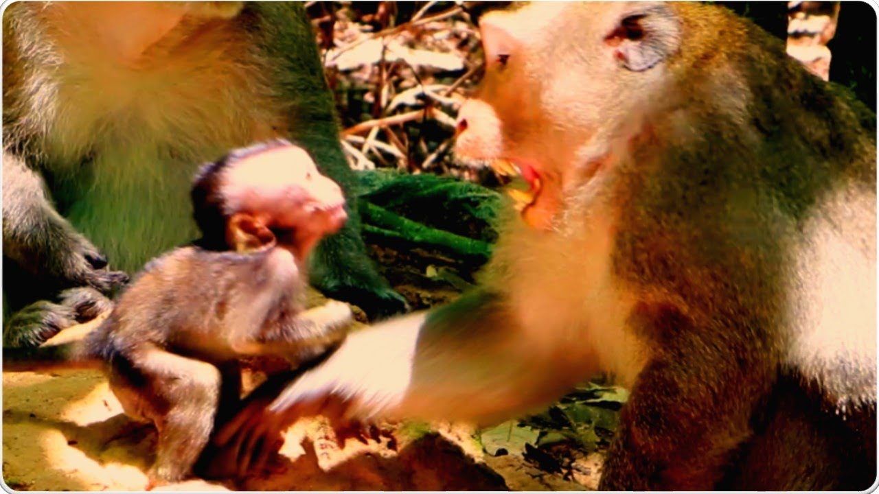 || Amazing monkey ! unbelievable king monkey KIKO hug and love Blaze ...