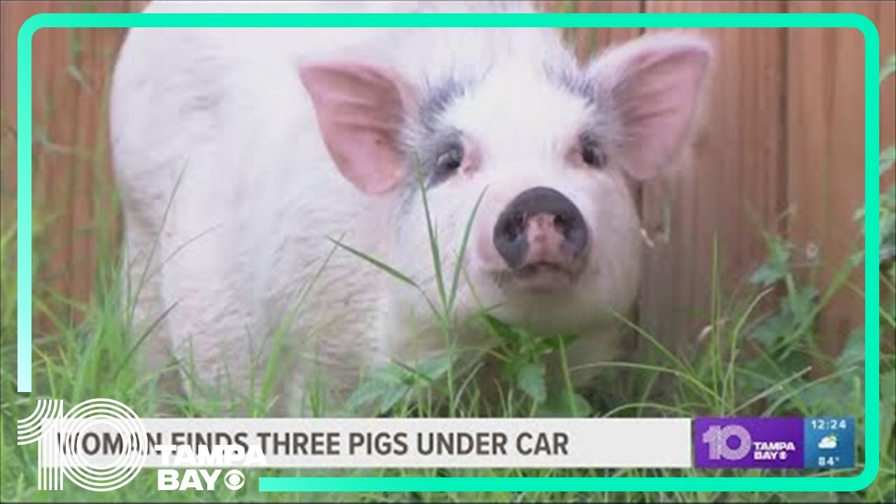 Texas woman finds 3 pigs under her car - YouTube