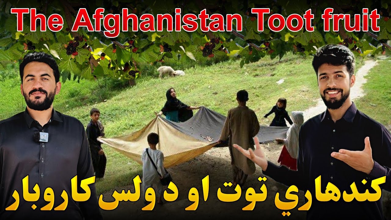 د افغانستان توت Afghanistan Toot Fruit - YouTube