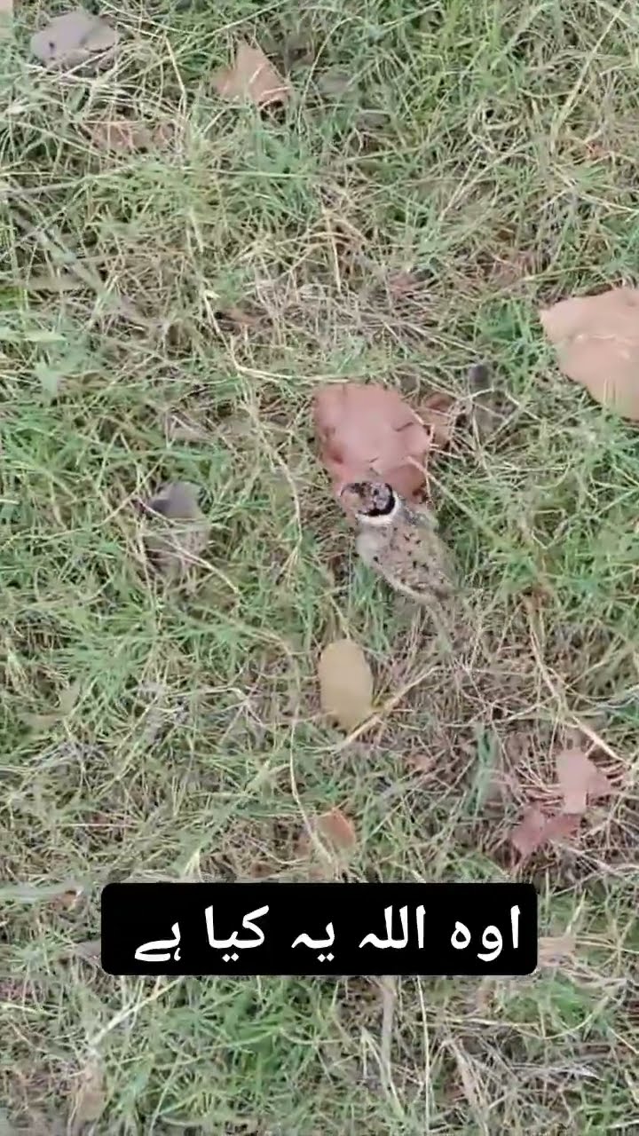 Oh Allah what is this #peshawar #baby #bird #amazing #cute #titar # ...