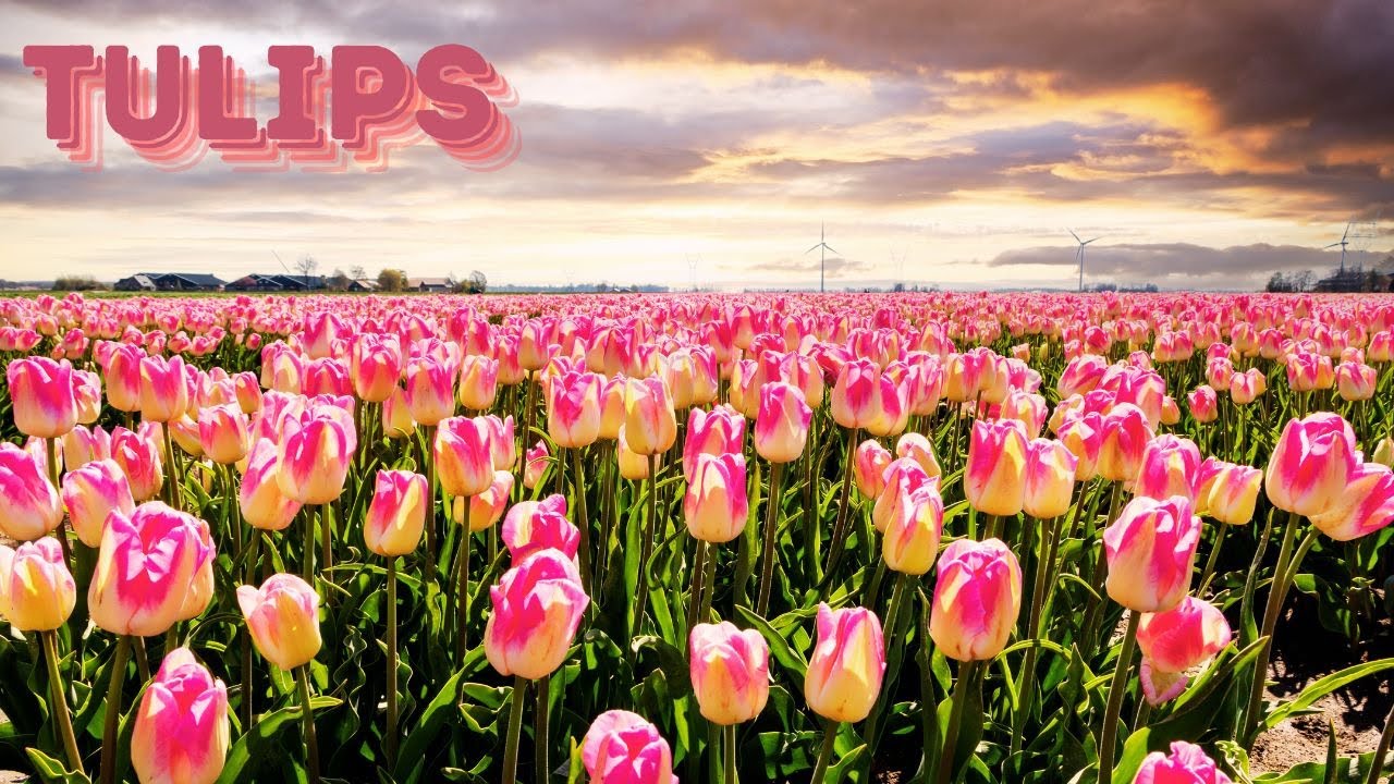 Immerse yourself in the beauty of tulips, with relaxing music for a ...