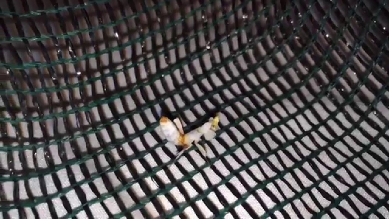 Orchid Mantis Male L5 - YouTube
