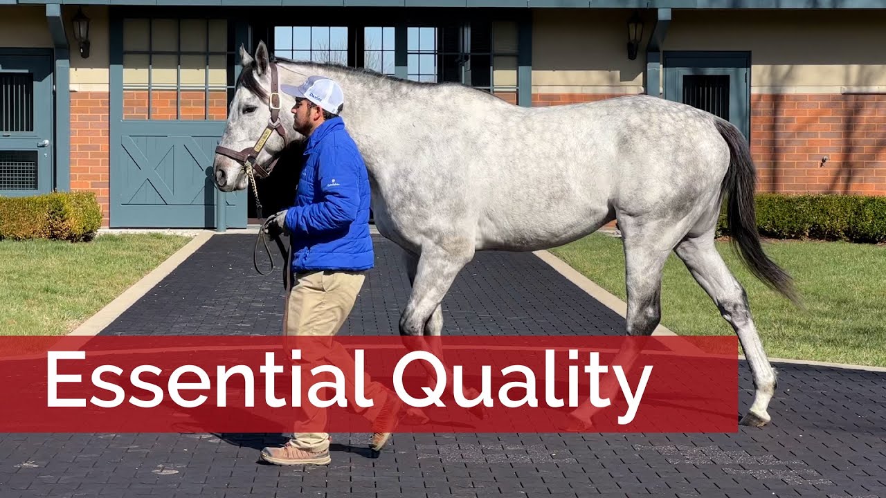 Essential Quality's First Foals Look the Part - YouTube