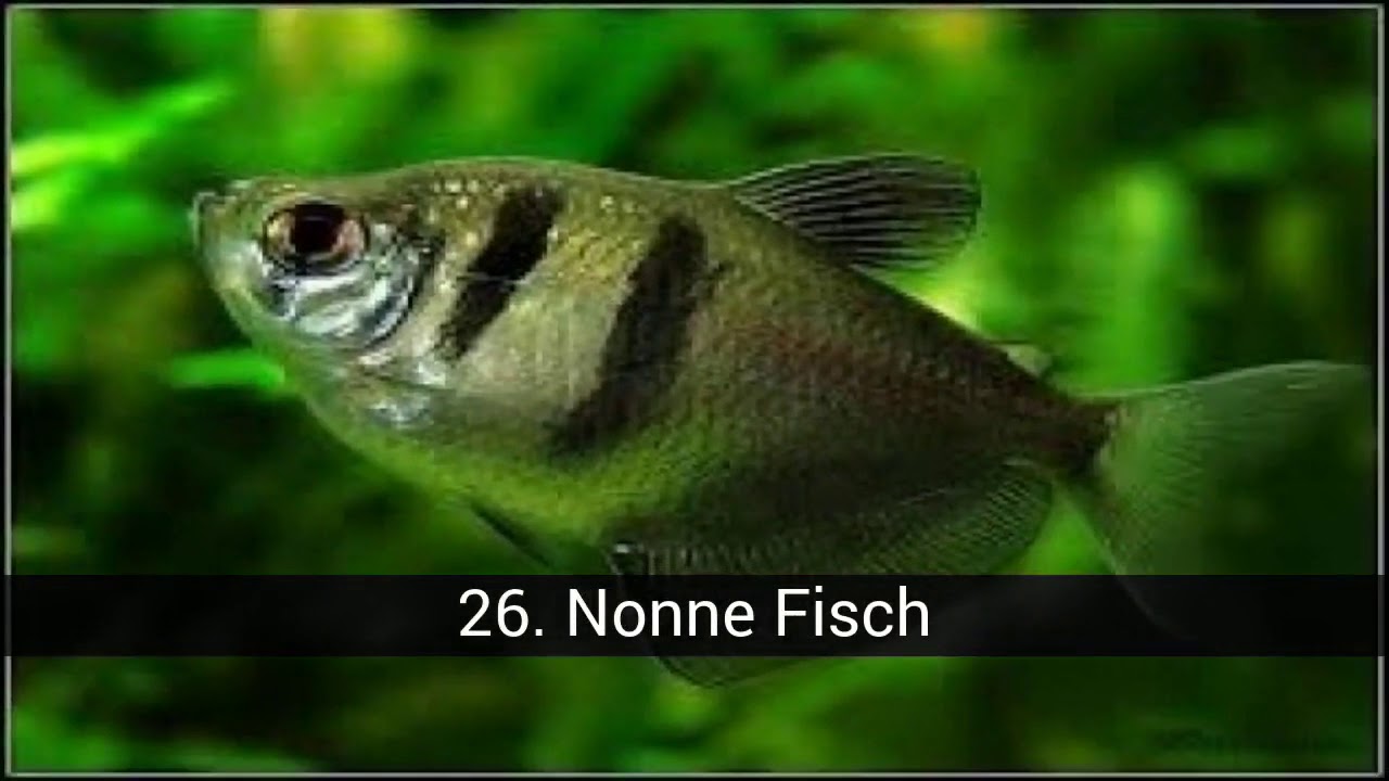Der beste Fisch für ein Süßwasseraquarium - YouTube