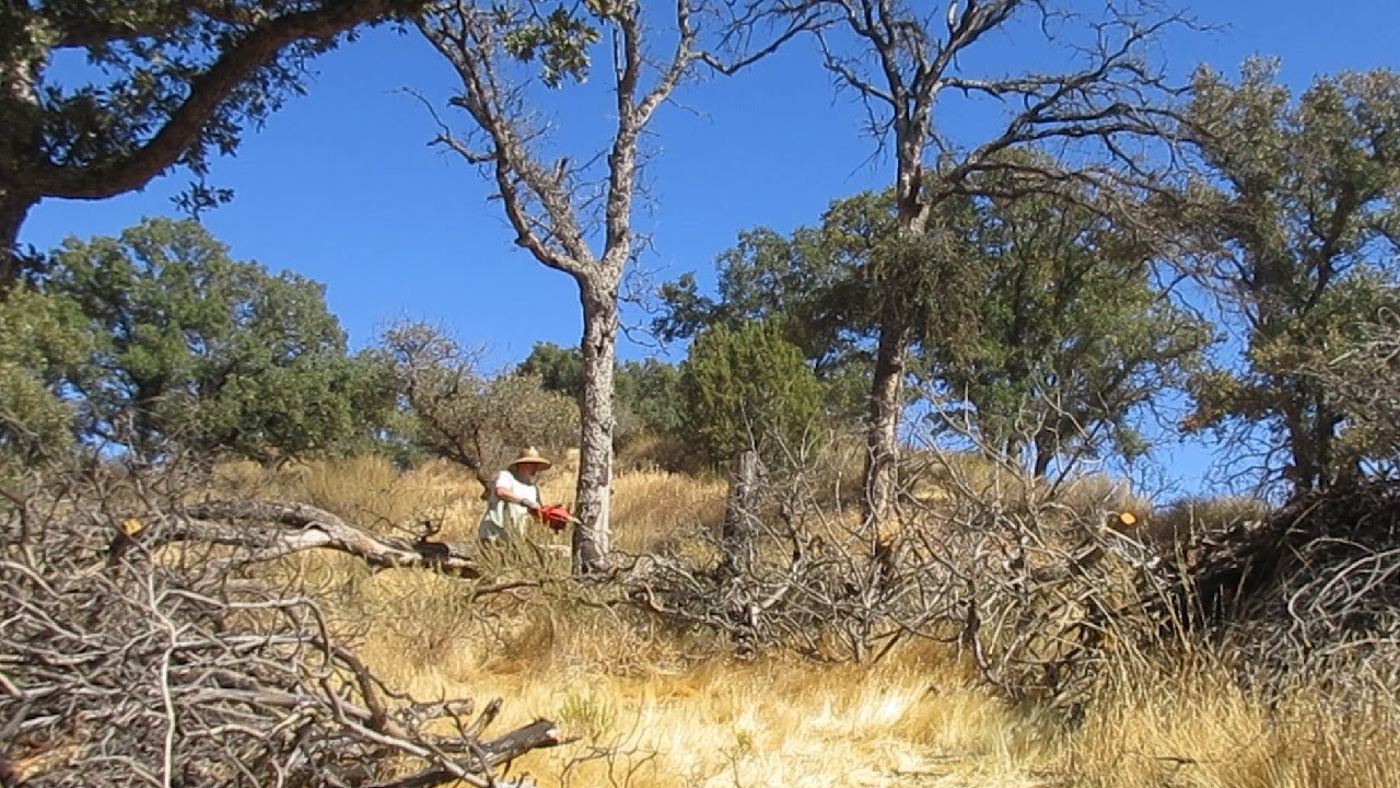 Felling Two Dead Oak Trees by the Road - Firewood Farrago - YouTube