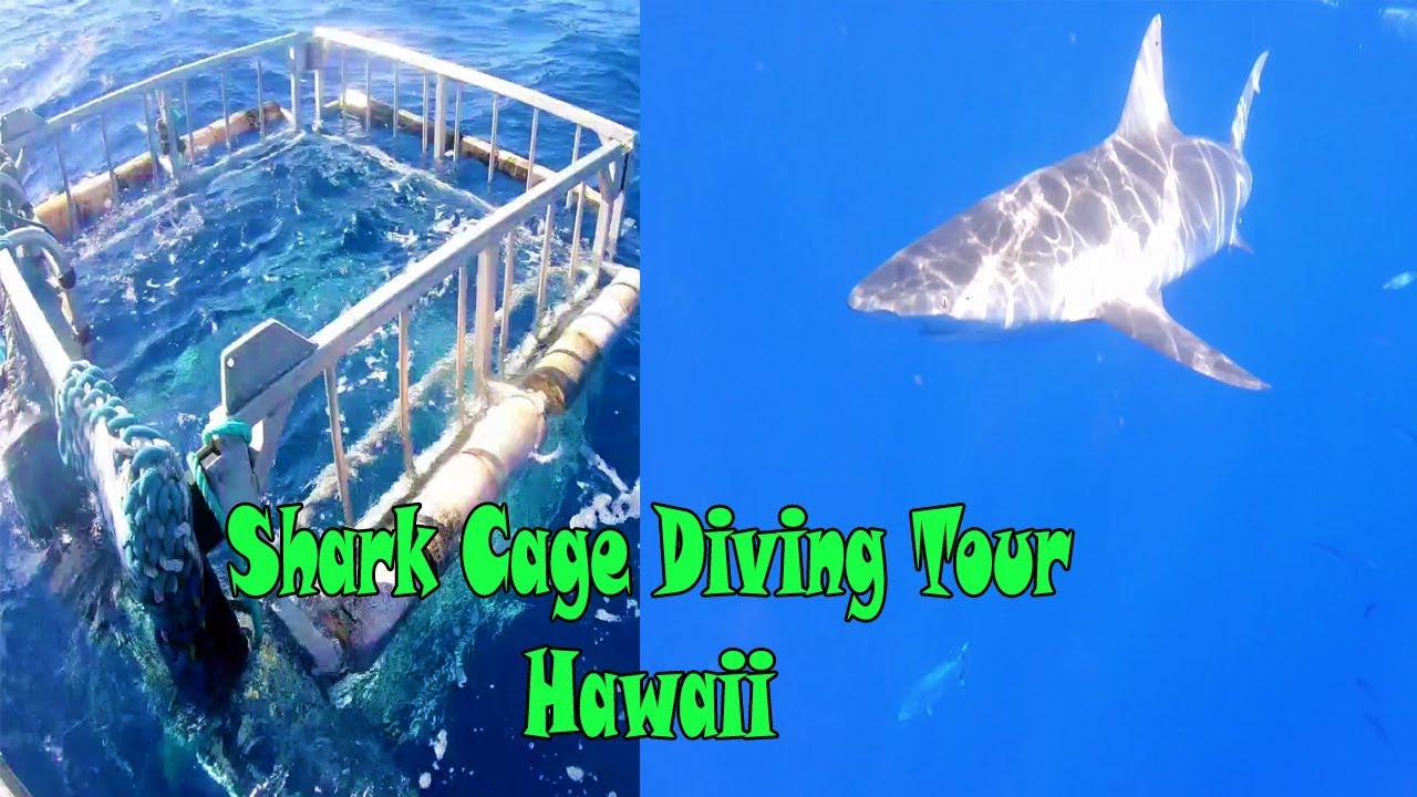 Shark Cage Diving Tour Hawaii Oahu | Hawaii Shark Encounters | North ...