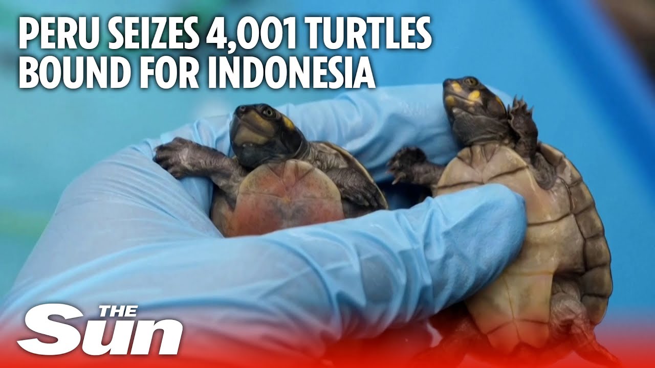 Peru seizes 4,001 turtles bound for Indonesia - YouTube