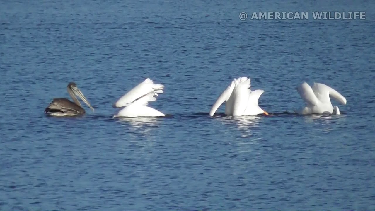 American Wildlife --- American White Pelicans & Brown Pelican side-by ...