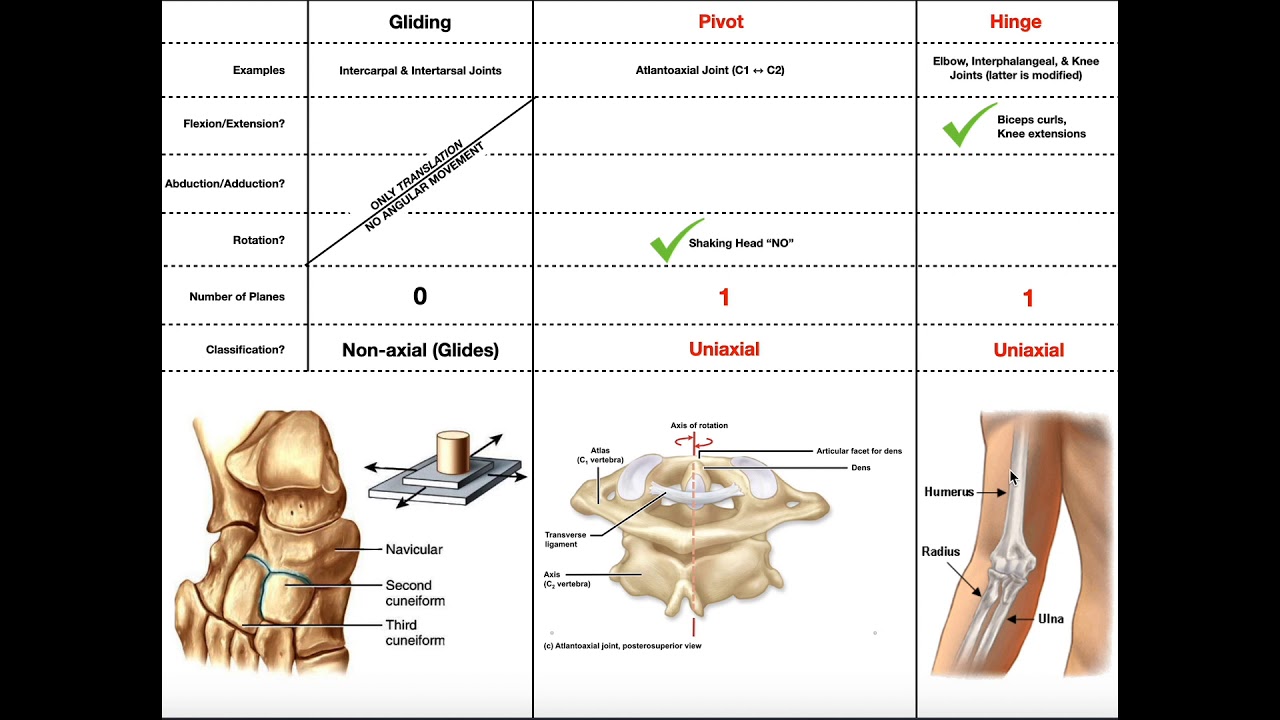 Let s Differentiate The Types Of Synovial Joints YouTube let-s-differentiate-the-types-of-synovial-joints-youtube